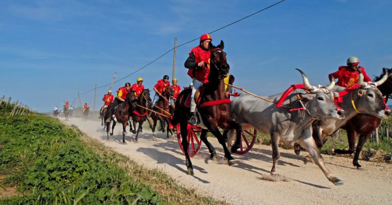 Carrese: la tradizionale corsa dei buoi | Turismo in Molise